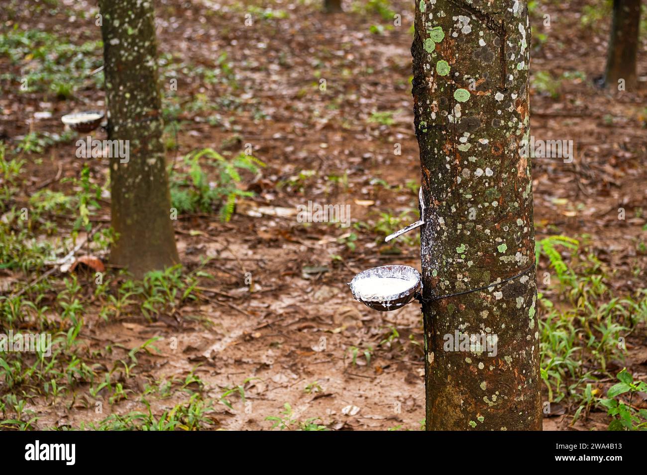 Latex extraction hi-res stock photography and images - Alamy