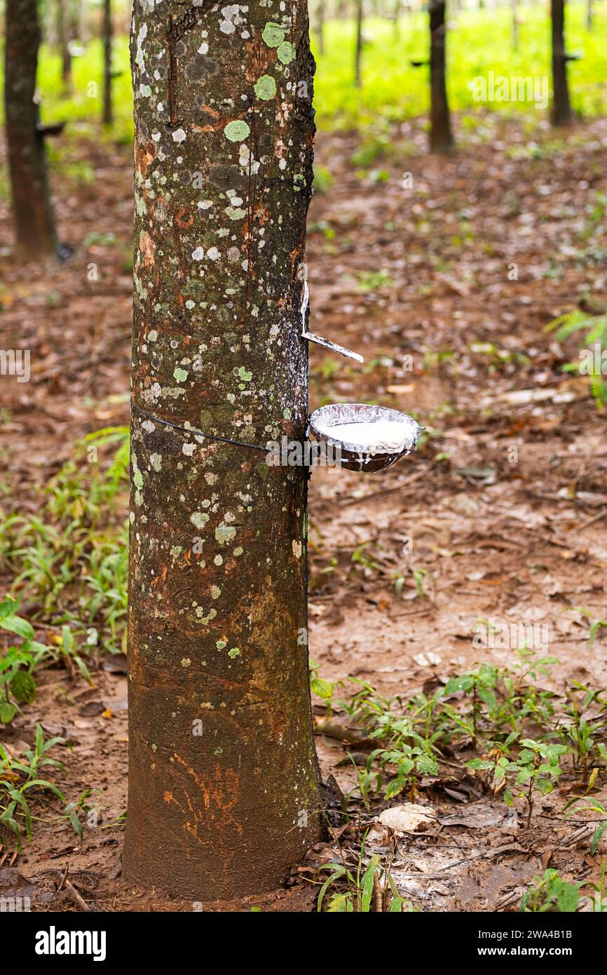 Natural latex extracted from rubber tree in plantation forest Stock ...