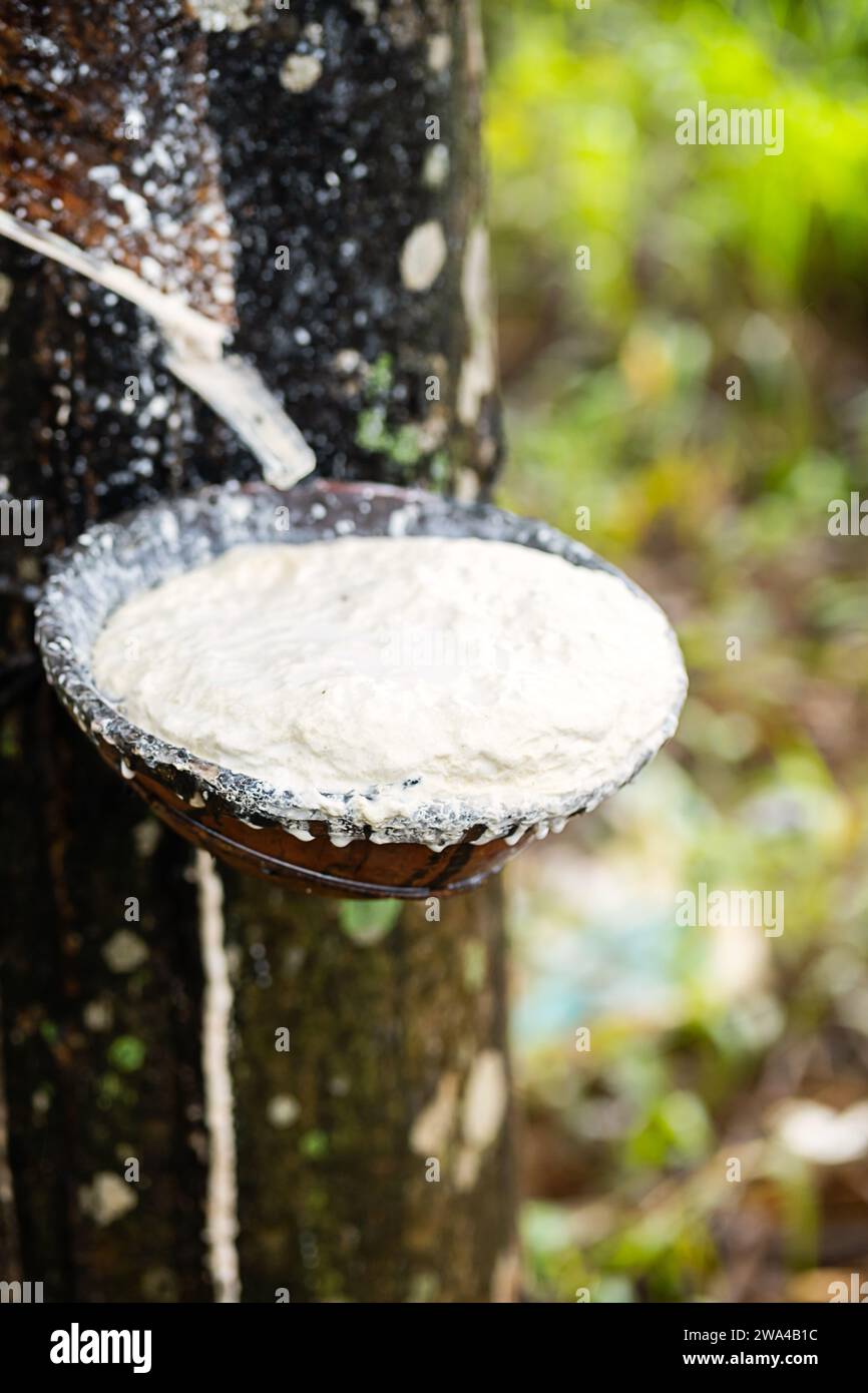 Latex dripping from rubber hi-res stock photography and images - Alamy