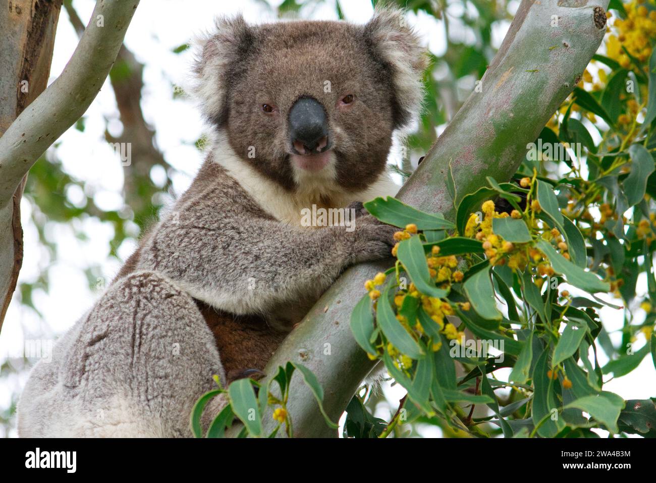 Koala in the trees Stock Photo - Alamy