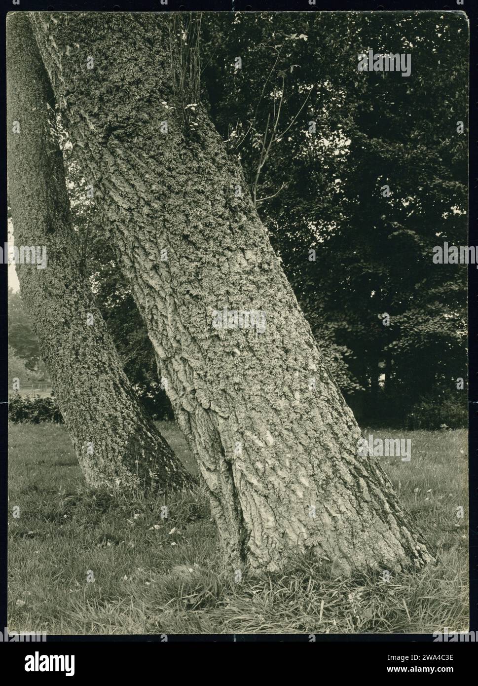Tribes of De Witte Abeel on the Heuven estate in Worth Rheden, 1900 ...