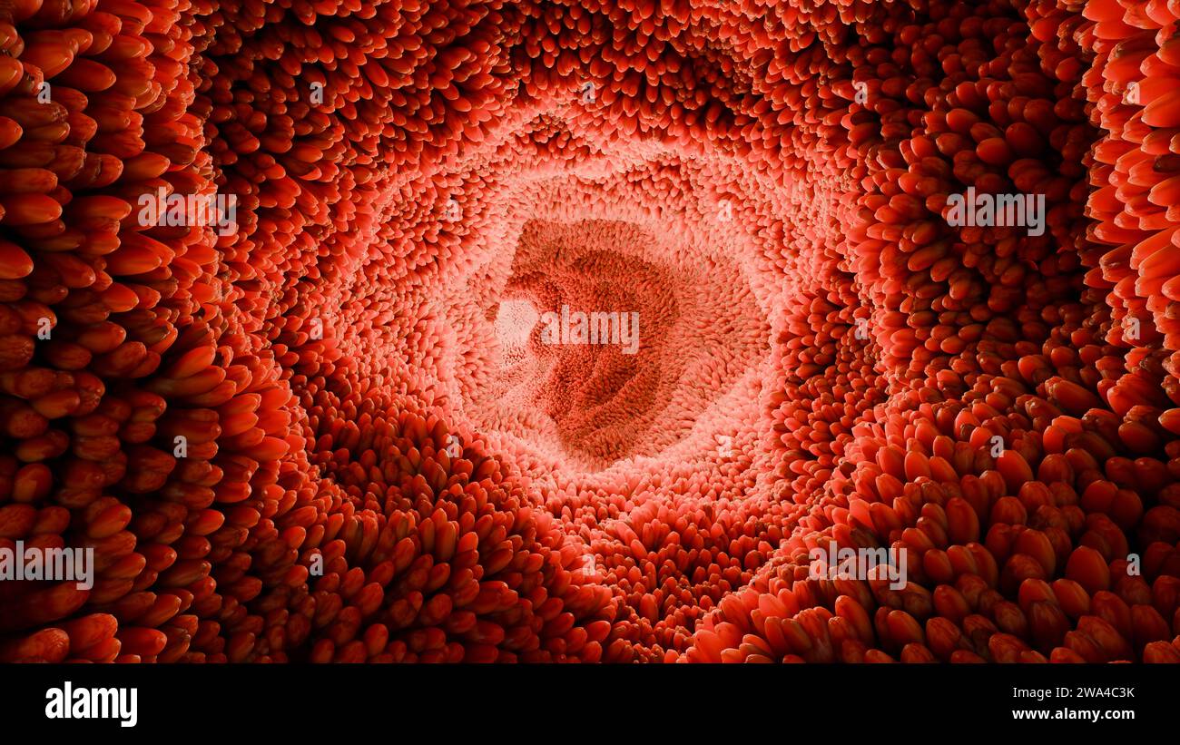 intestinal villi, Red microvilli in a intestinal tract. close-up ...