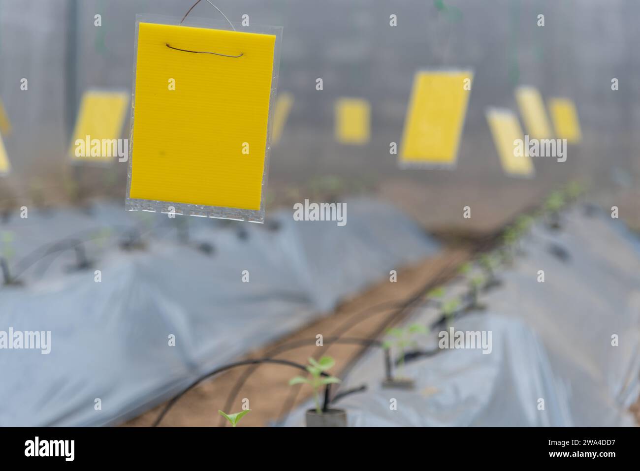 Sticky traps insect control hi-res stock photography and images - Alamy