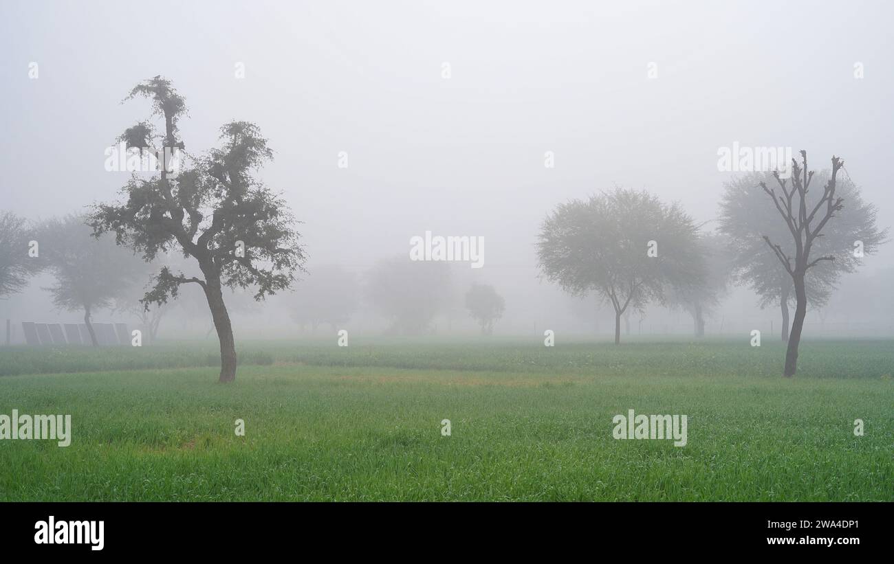 Fog and mustard field hi-res stock photography and images - Alamy