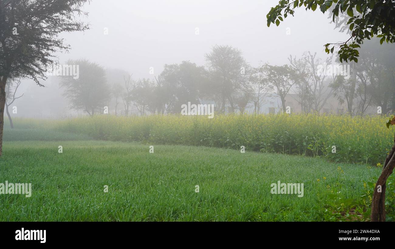 Fog and mustard field hi-res stock photography and images - Alamy