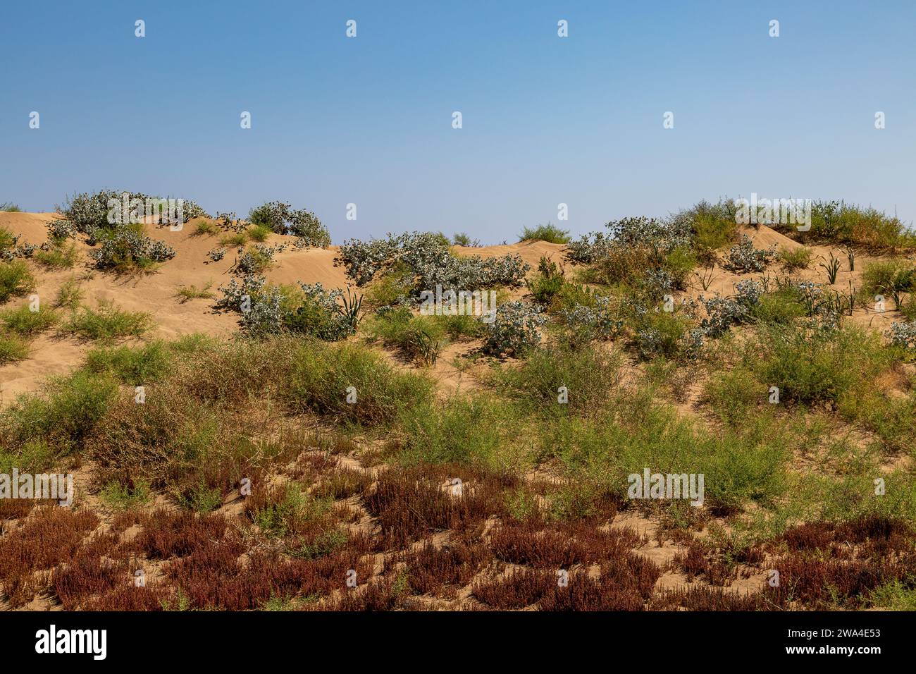 Coastal plants growing on sand dunes, near Golden Beach on the Karpass ...