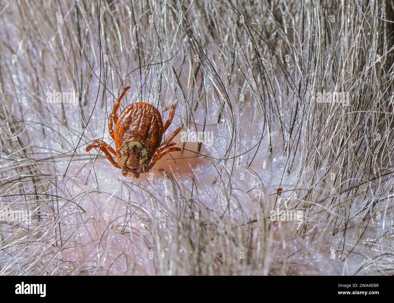 Sieversdorf, Germany. 01st Jan, 2024. A tick (Ixodida) has bitten into the skin of a dog. Credit ...