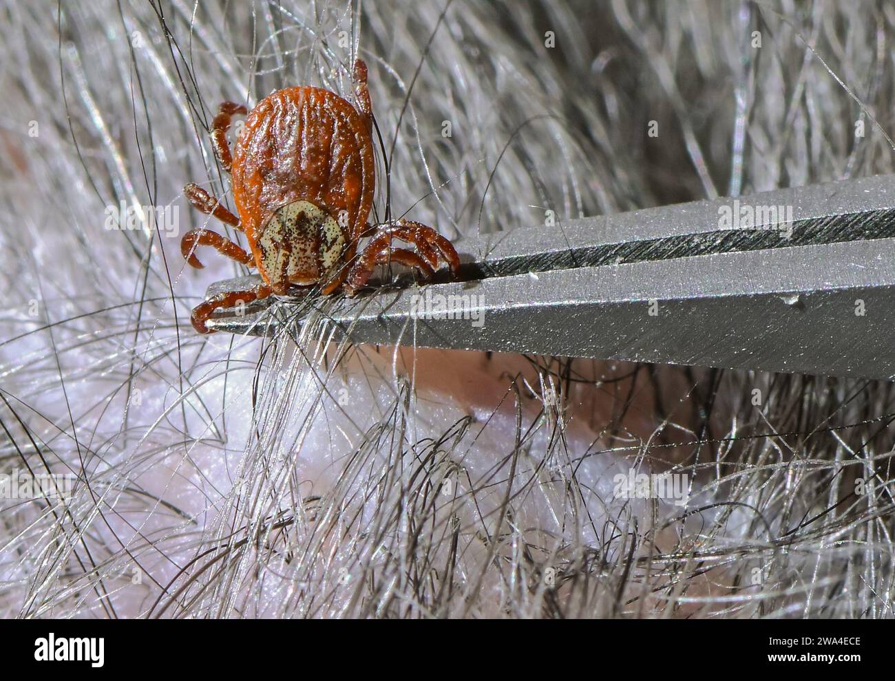 Sieversdorf, Germany. 01st Jan, 2024. A tick (Ixodida) has bitten into ...