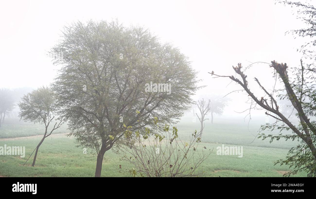 silhouettes of babool or acacia trees in winter scenic misty wheat ...