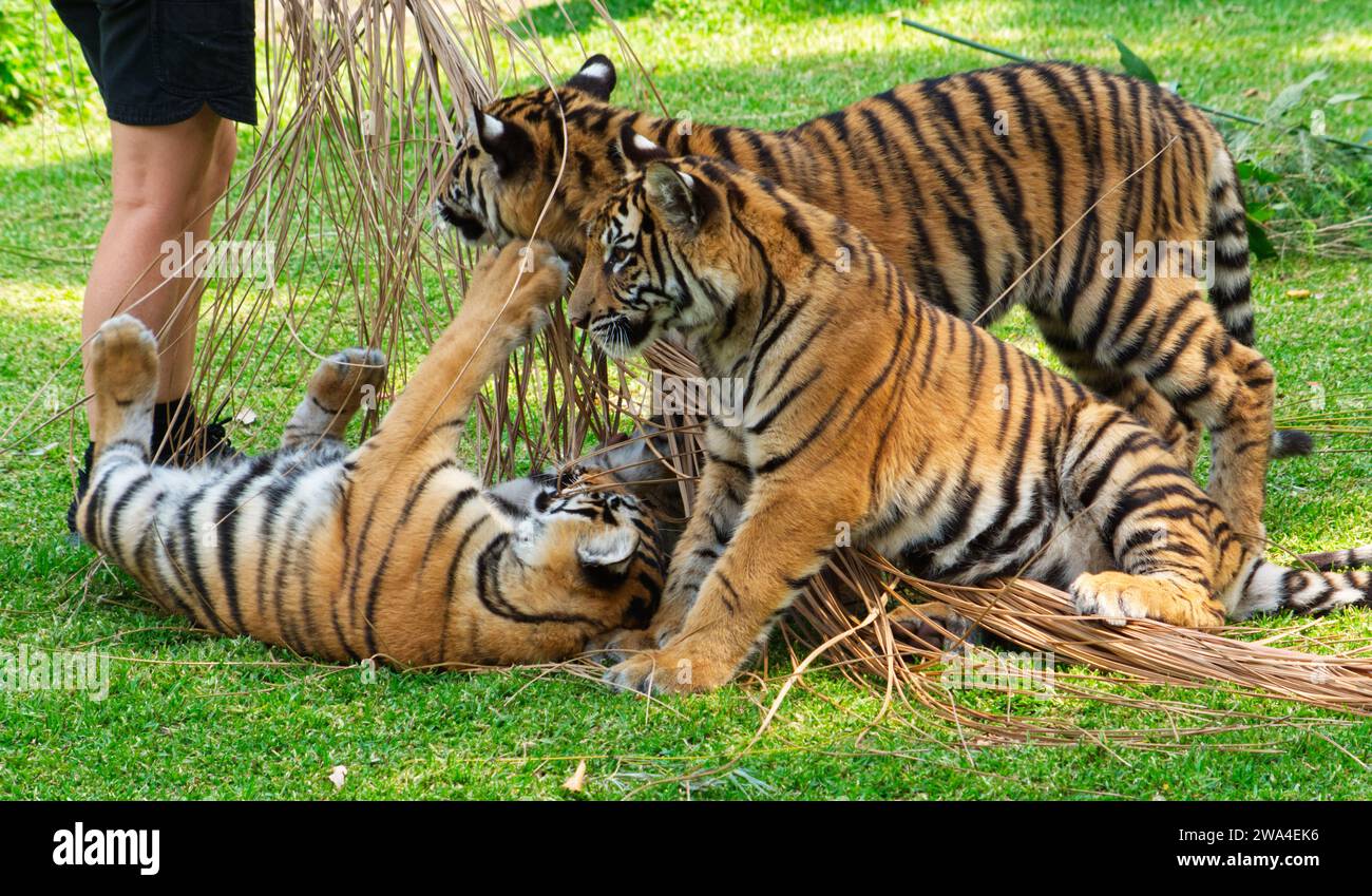Tiger with 3 cubs hi-res stock photography and images - Alamy