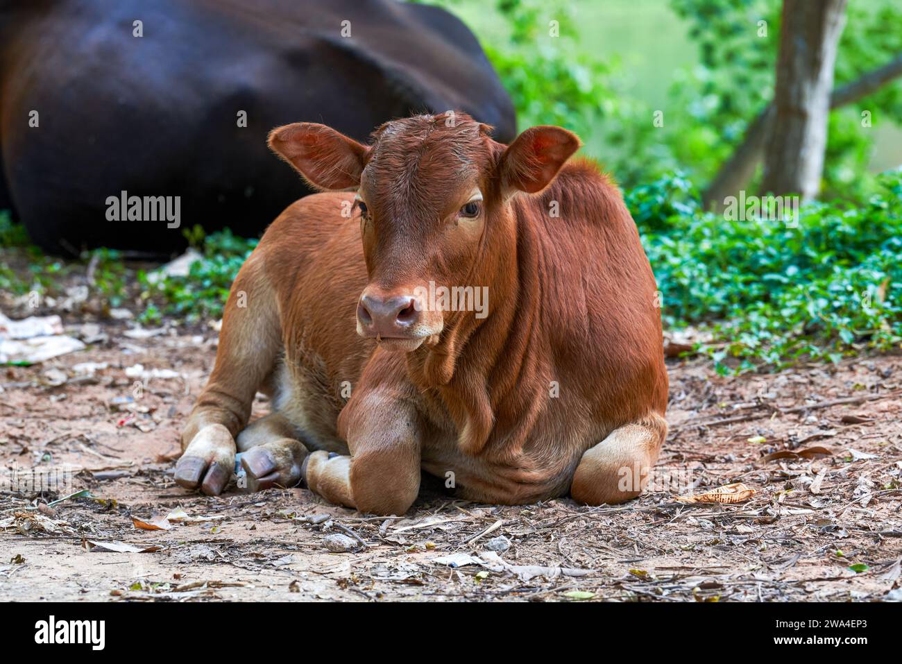 A resting cow in the countryside Stock Photo - Alamy