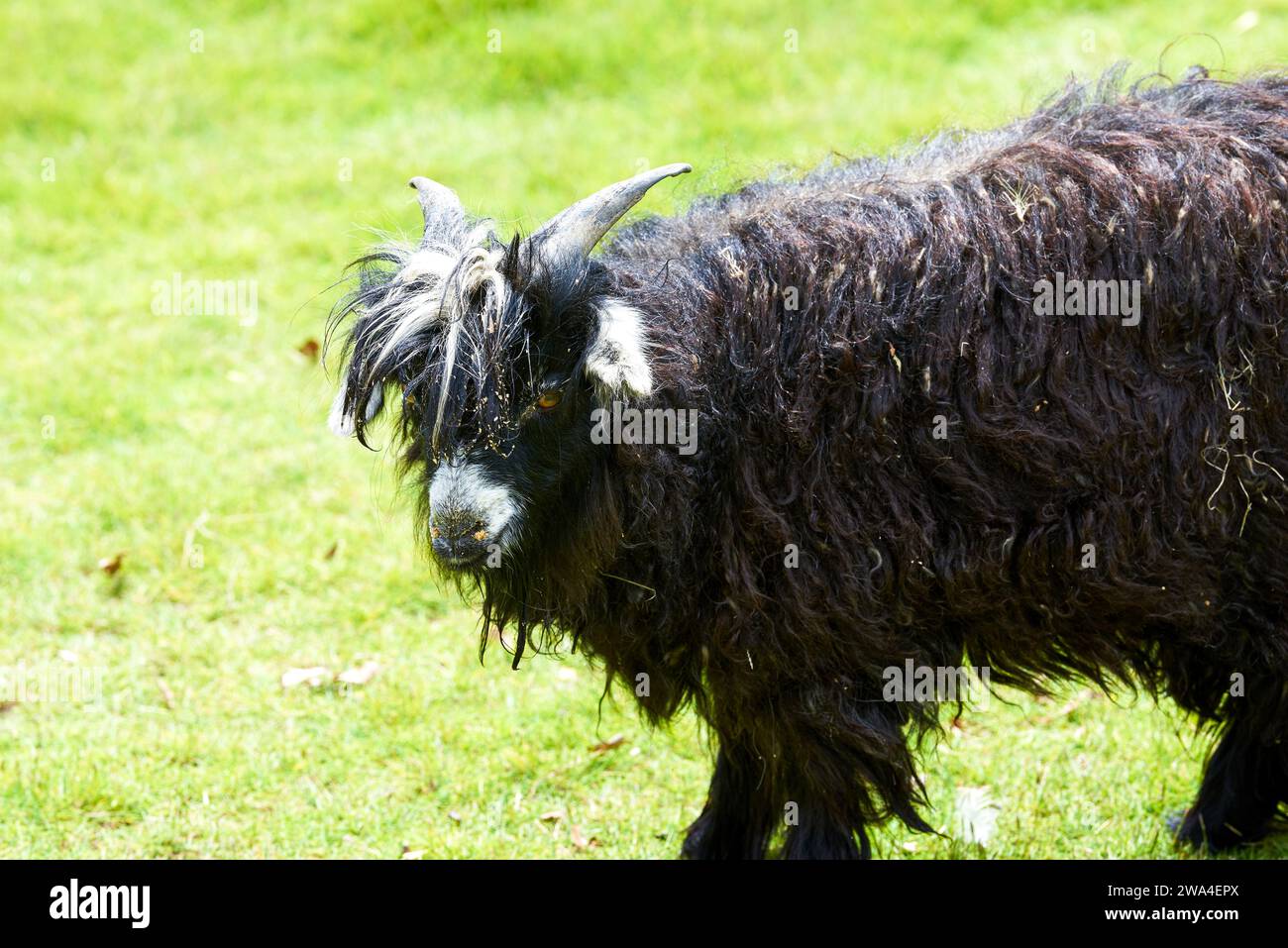Angora goat close up hi-res stock photography and images - Alamy