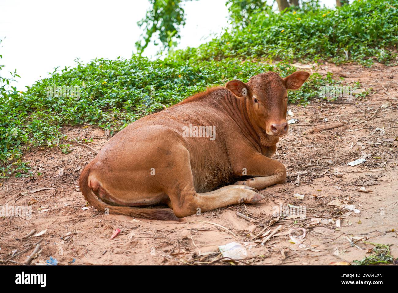 Young cow resting in barn hi-res stock photography and images - Alamy