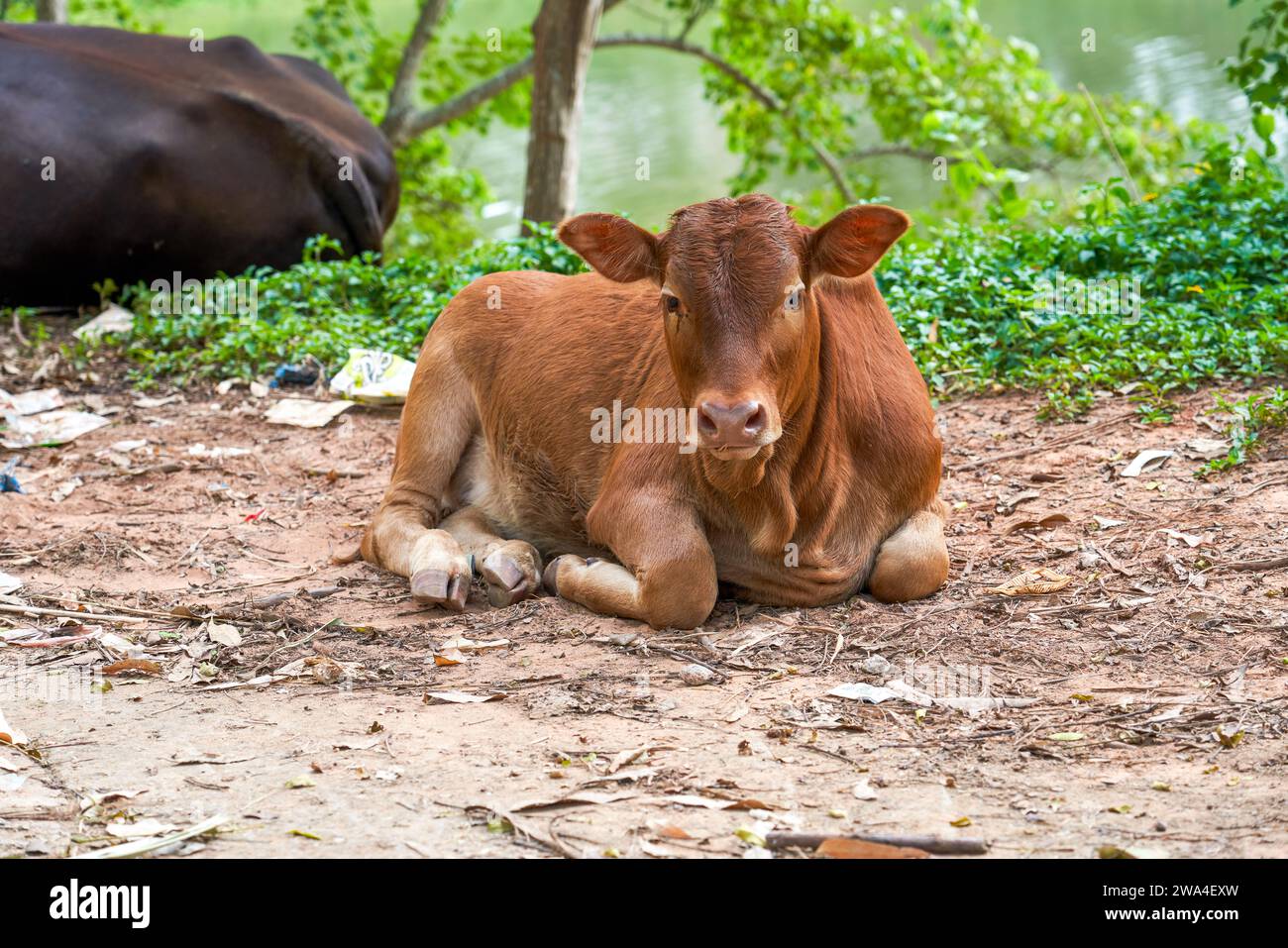 A resting cow in the countryside Stock Photo - Alamy