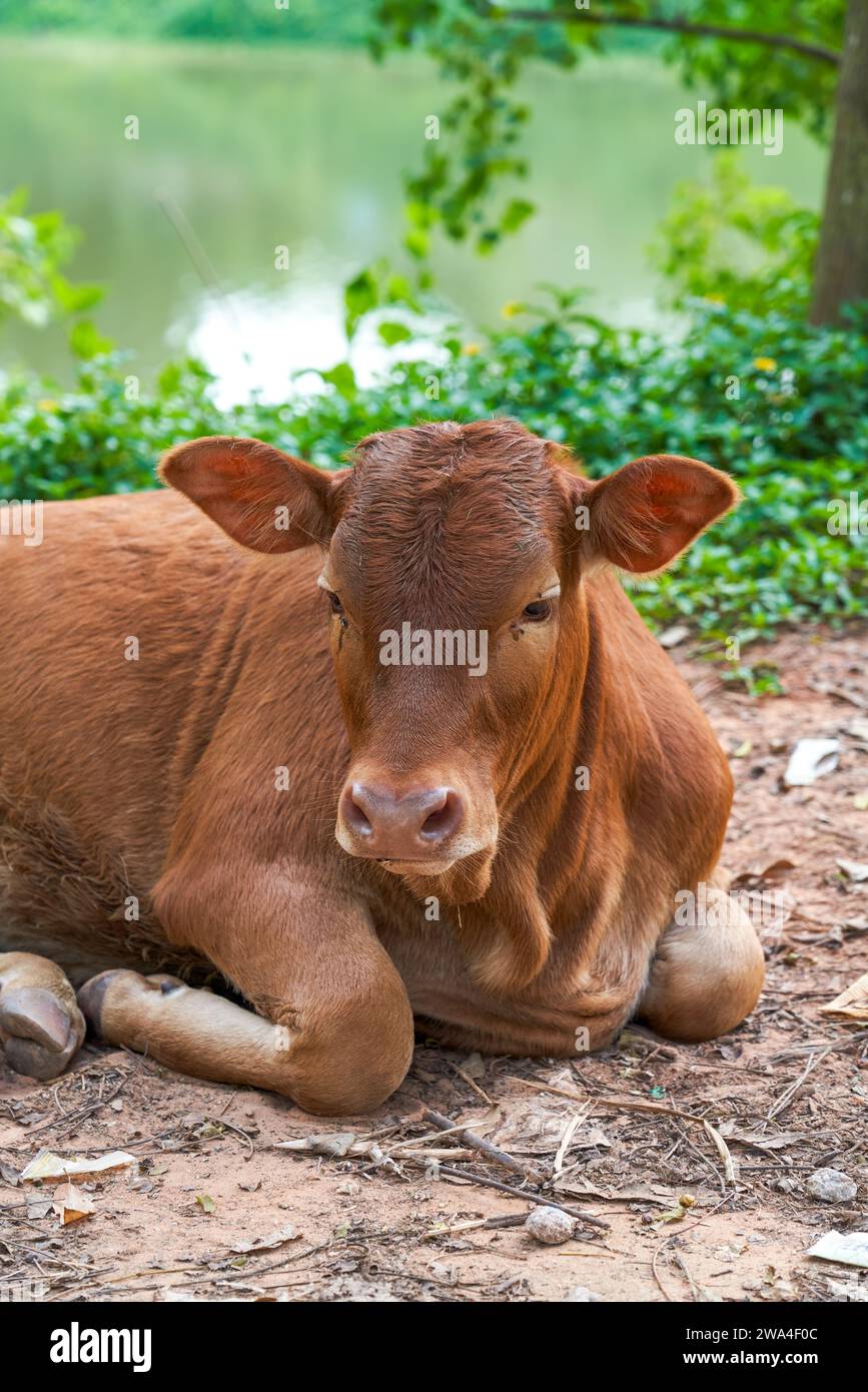 A resting cow in the countryside Stock Photo - Alamy