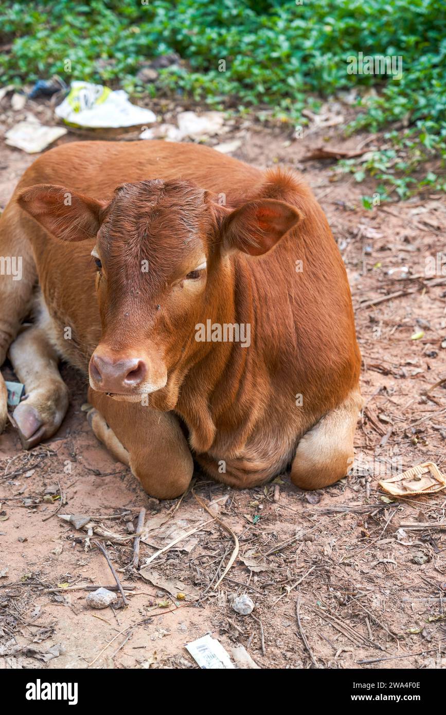 Young cow resting in barn hi-res stock photography and images - Alamy