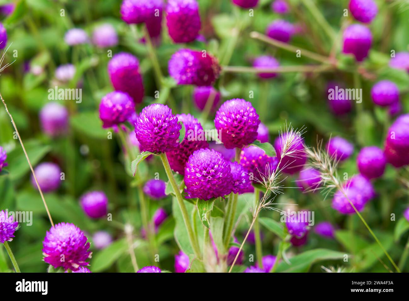 Close-up of blooming amaranth flowers in the garden Stock Photo - Alamy