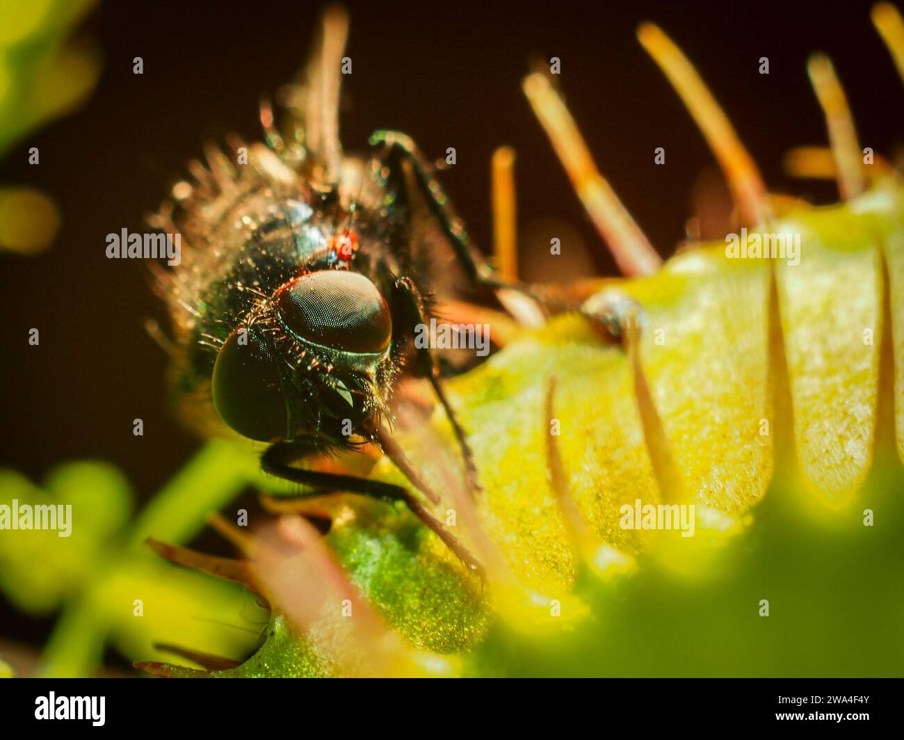 Carnivorous insects hi-res stock photography and images - Alamy