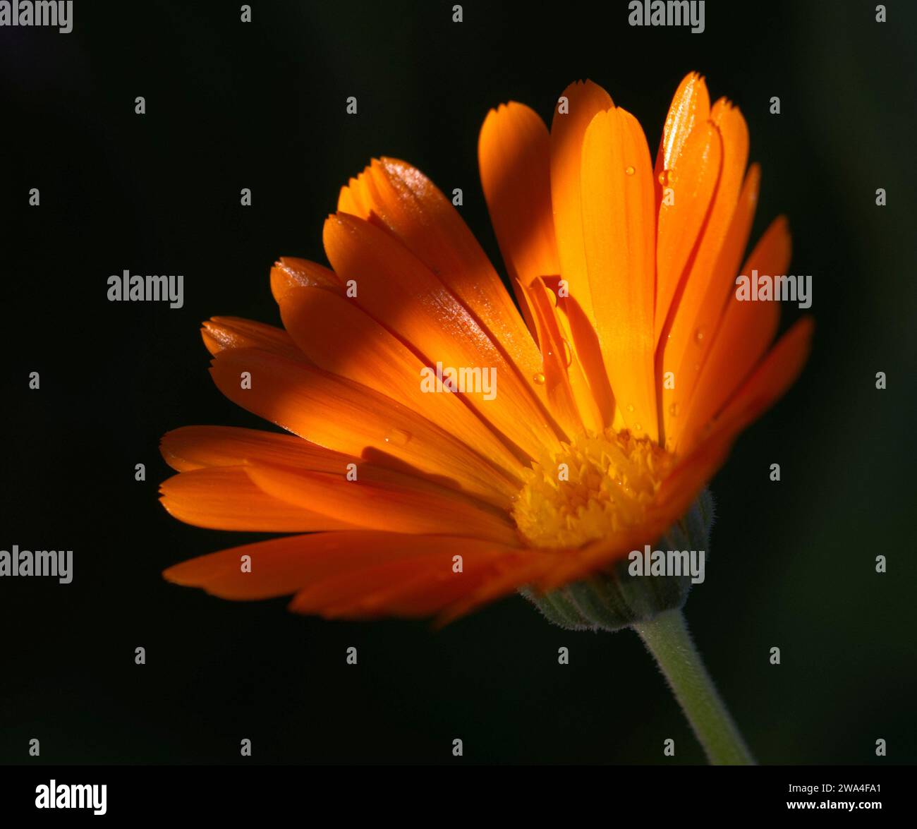 Shadowed petals hi-res stock photography and images - Alamy