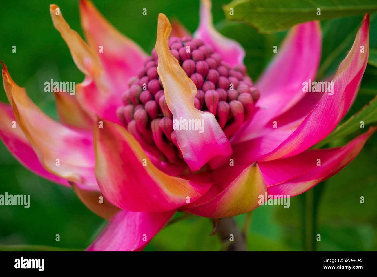See waratah hi-res stock photography and images - Alamy