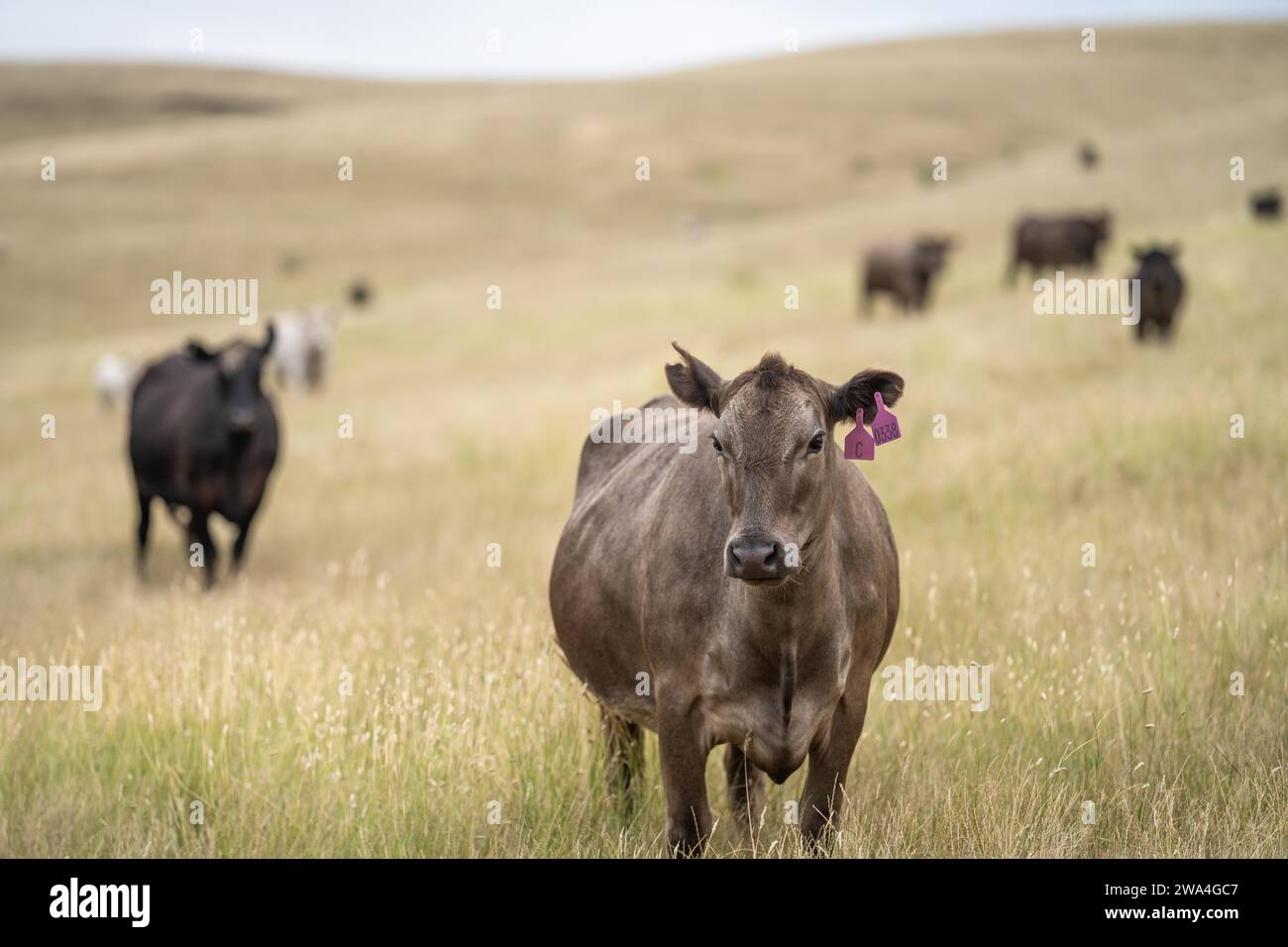 Portrait of Cows in a field grazing. Regenerative agriculture farm ...