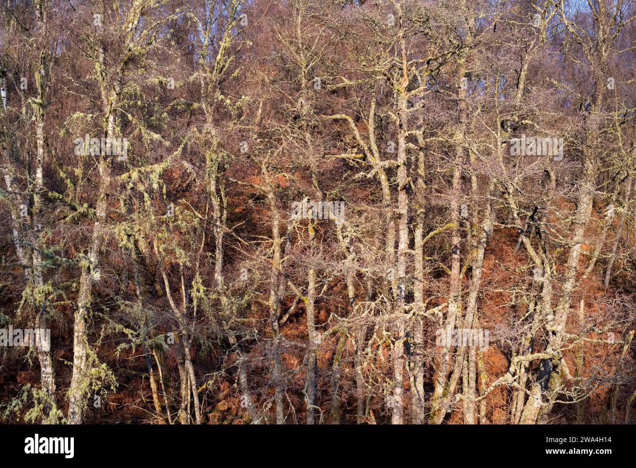 Betula. Birch trees in the scottish countryside. Glen Cannich ...