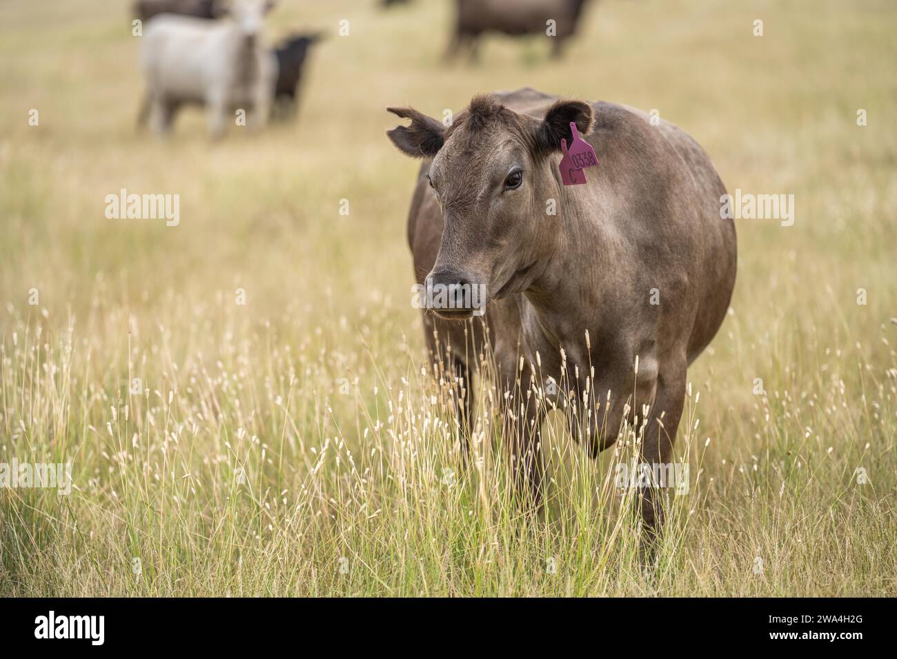 Portrait of Cows in a field grazing. Regenerative agriculture farm ...