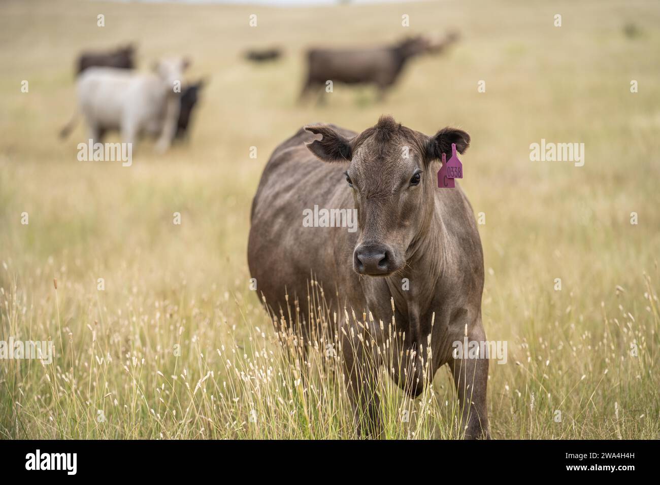 cows eating in a field on farmland on an agricultural farm in ...