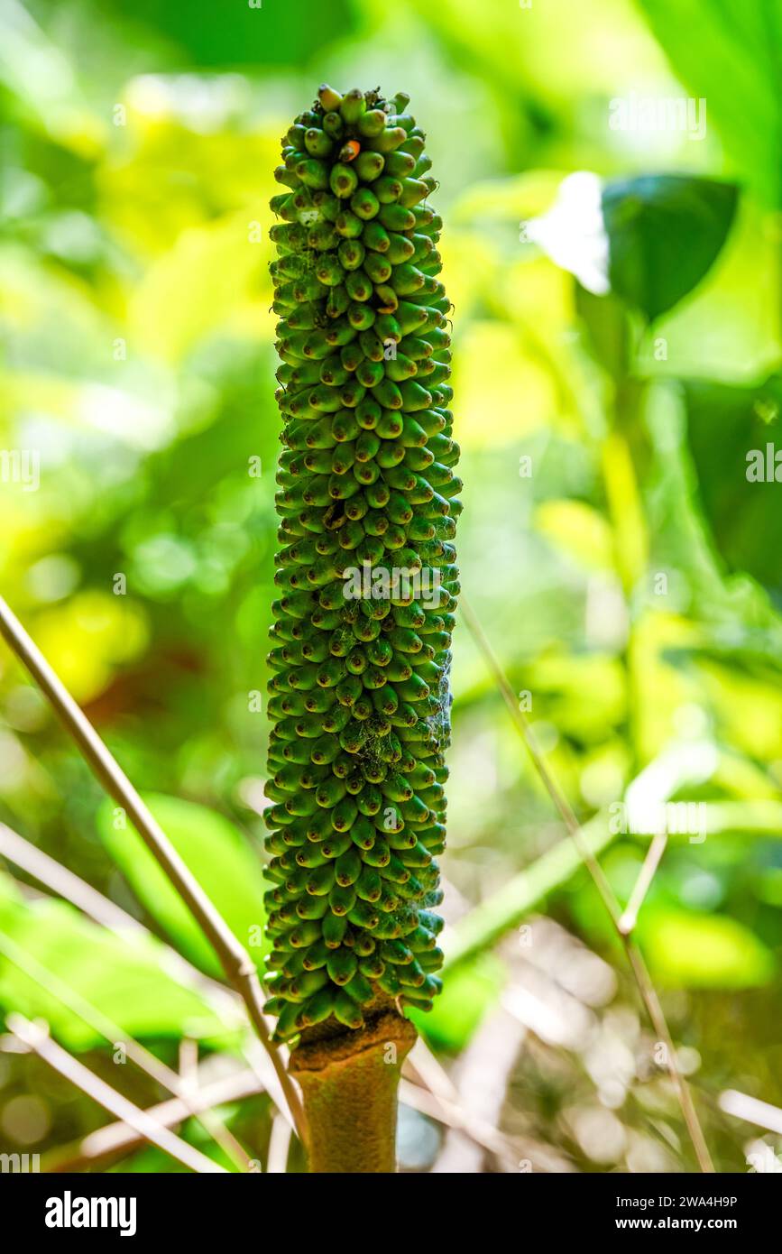 Konjac root hi-res stock photography and images - Alamy