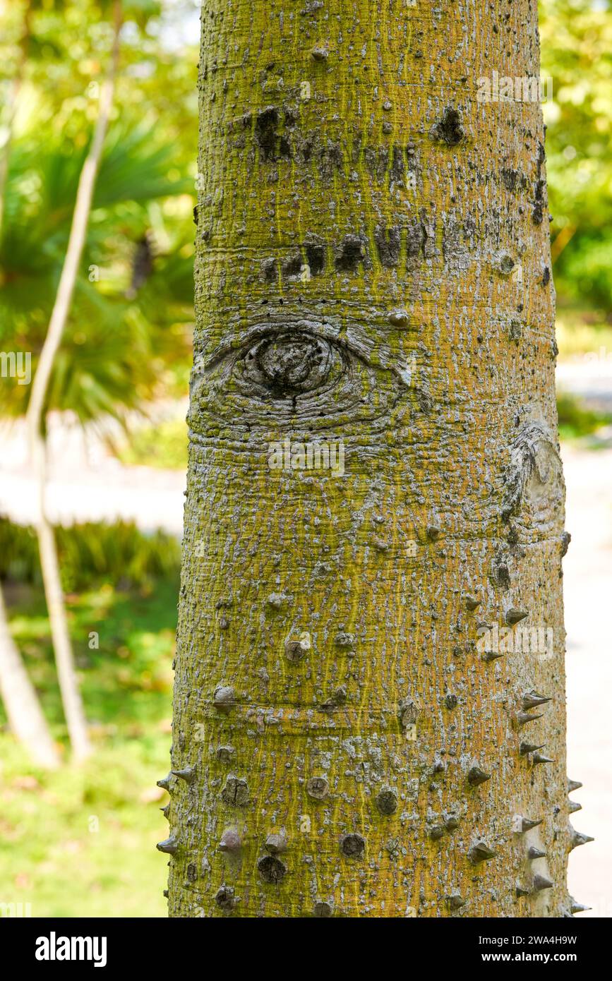 bark of a tree with an eye Stock Photo - Alamy