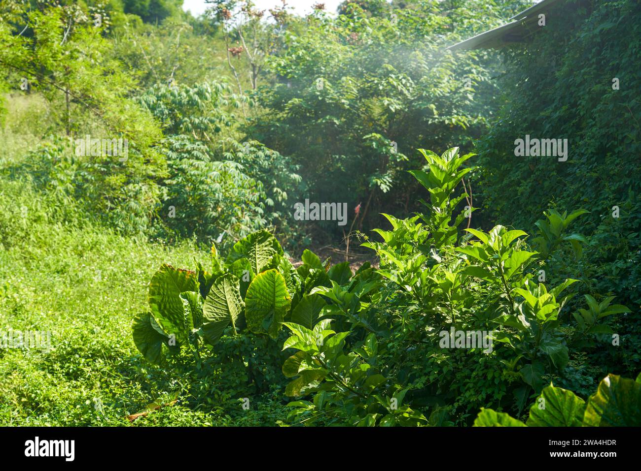 Plants growing in rural fields outdoors Stock Photo - Alamy