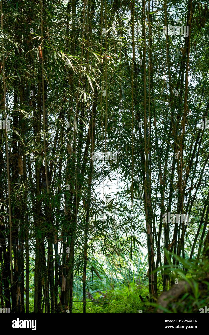 Shanghai park bamboo hi-res stock photography and images - Alamy