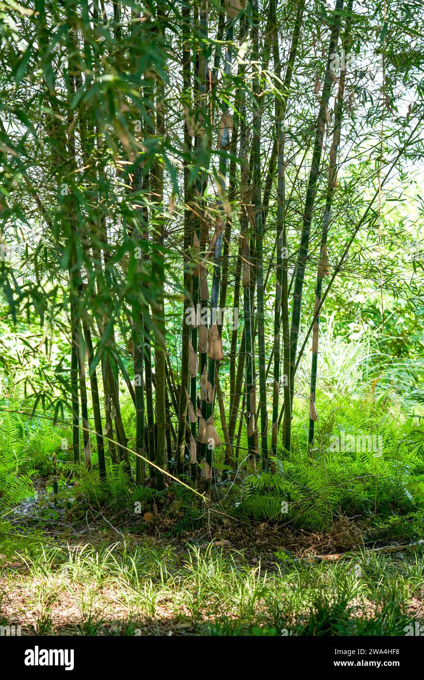 Lush bamboo forest along the river in the park Stock Photo - Alamy