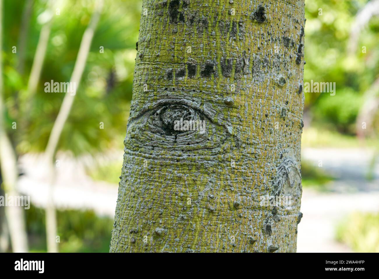 bark of a tree with an eye Stock Photo - Alamy
