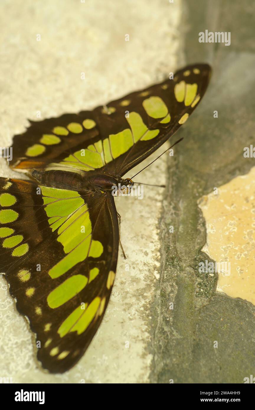 Detailed vertical closeup on a colorful tropical Green Malachite ...