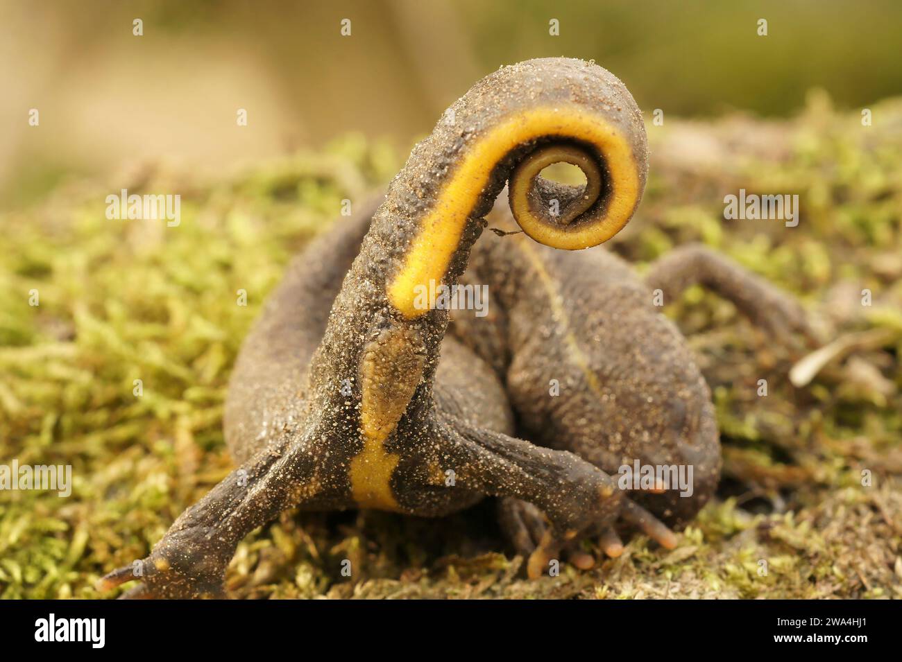 Natural closeup on a female terrestrial Italian crested newt, Triturus ...