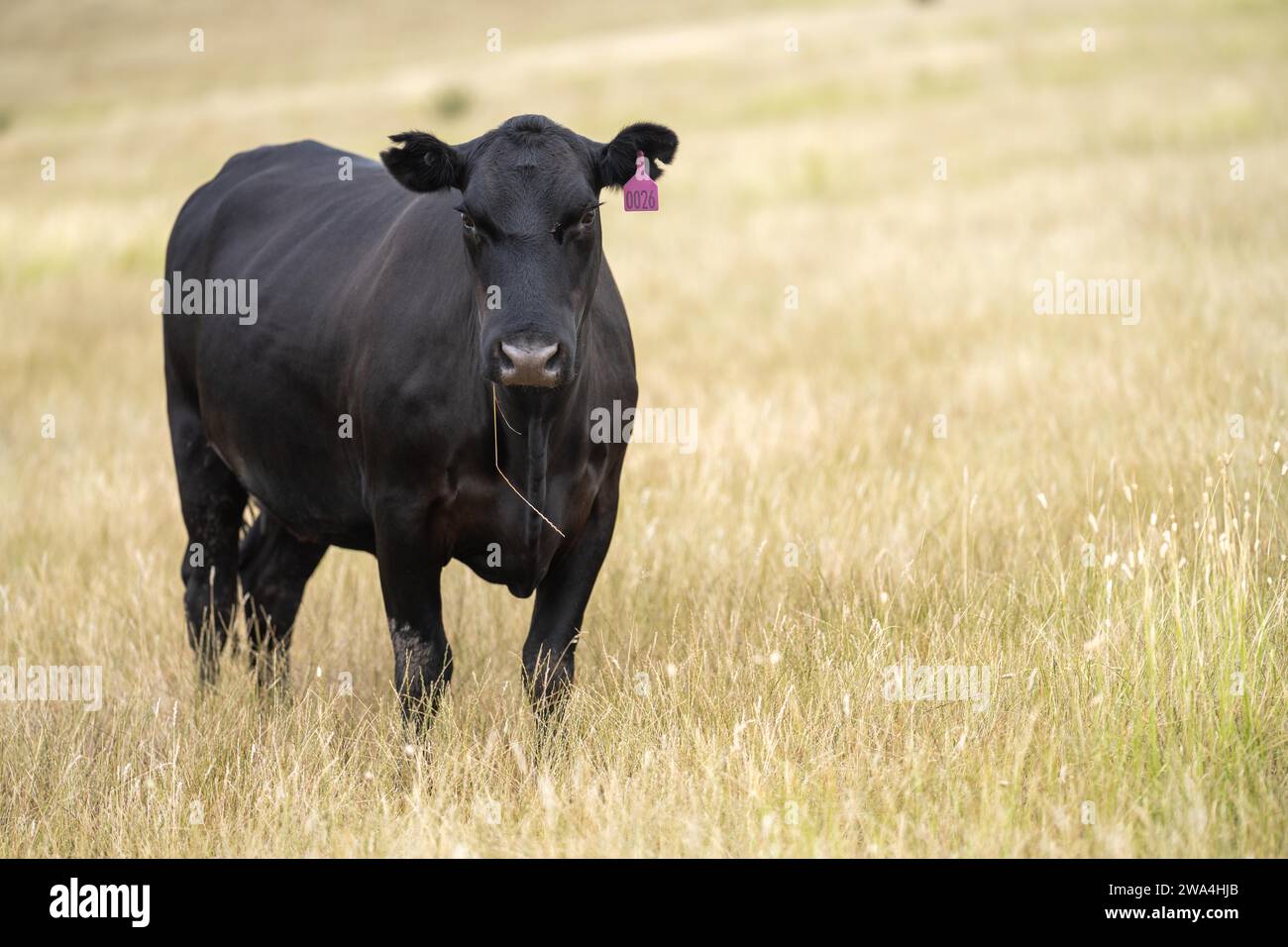 cows eating in a field on farmland on an agricultural farm in ...