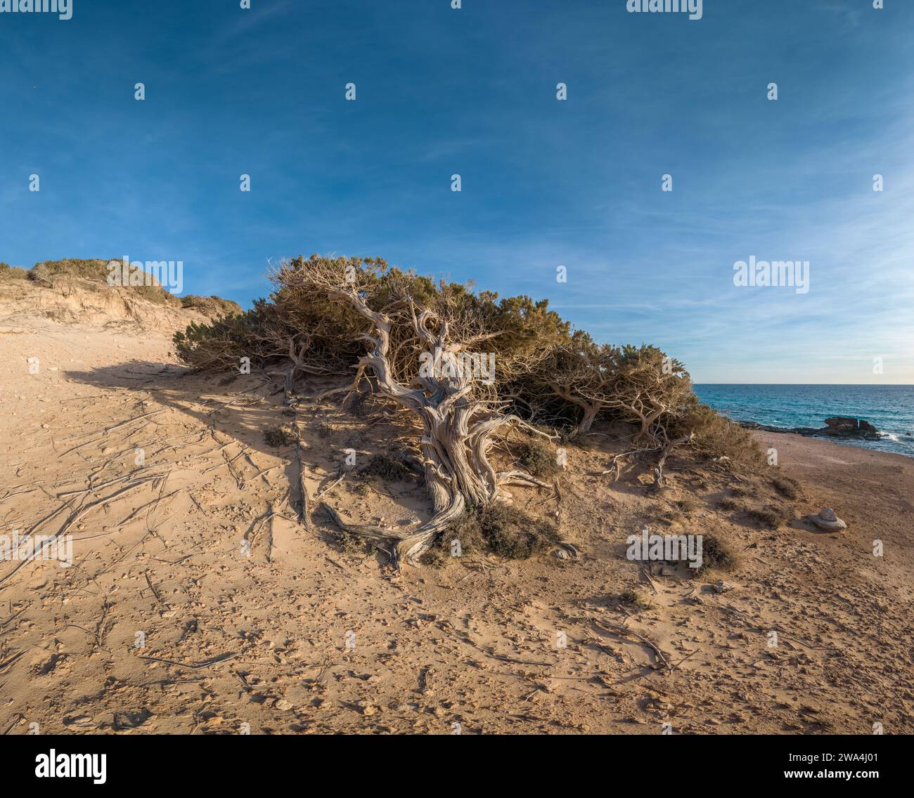 Windswept juniper tree hi-res stock photography and images - Alamy