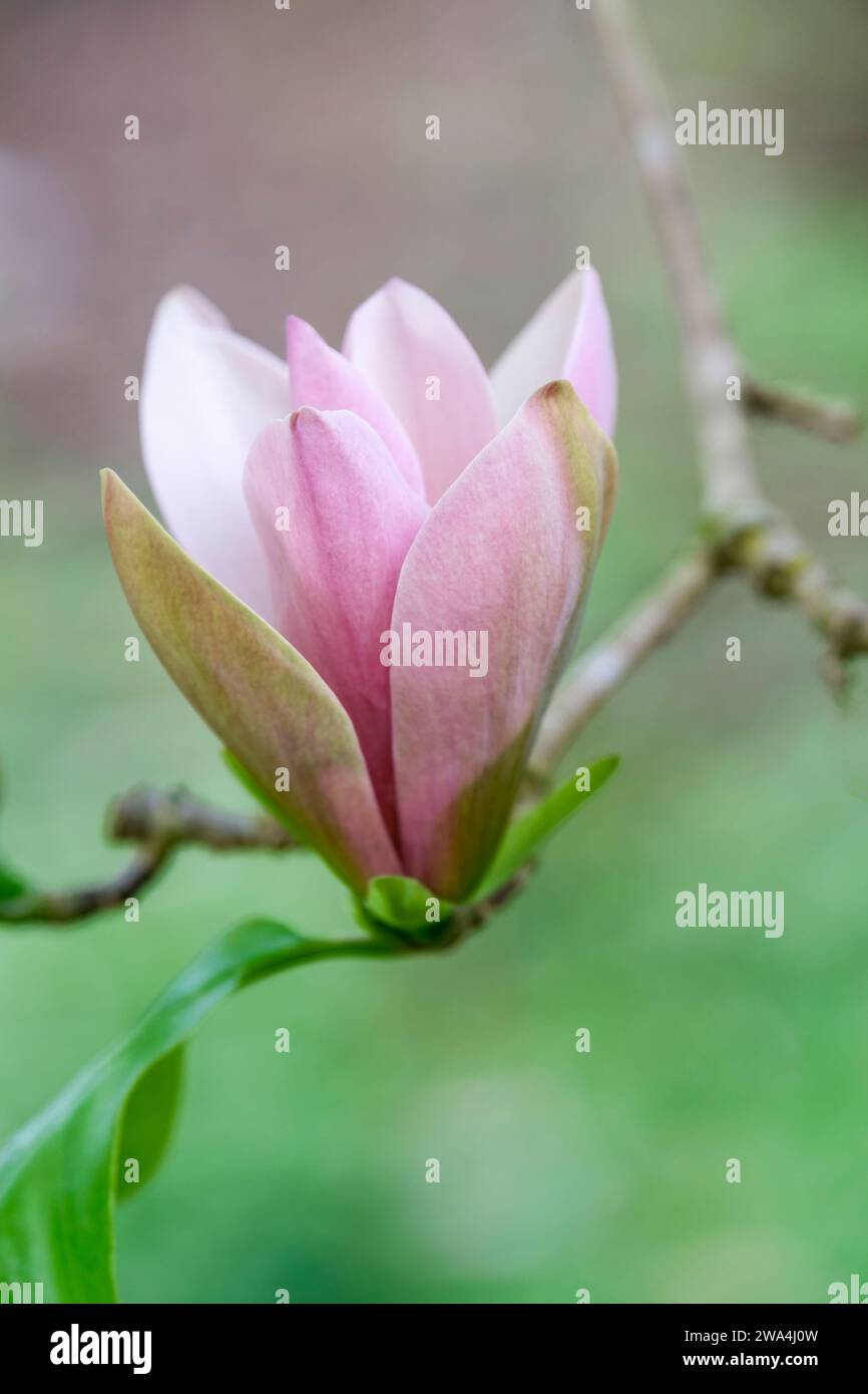 Magnolia brooklynensis eva maria hi-res stock photography and images ...