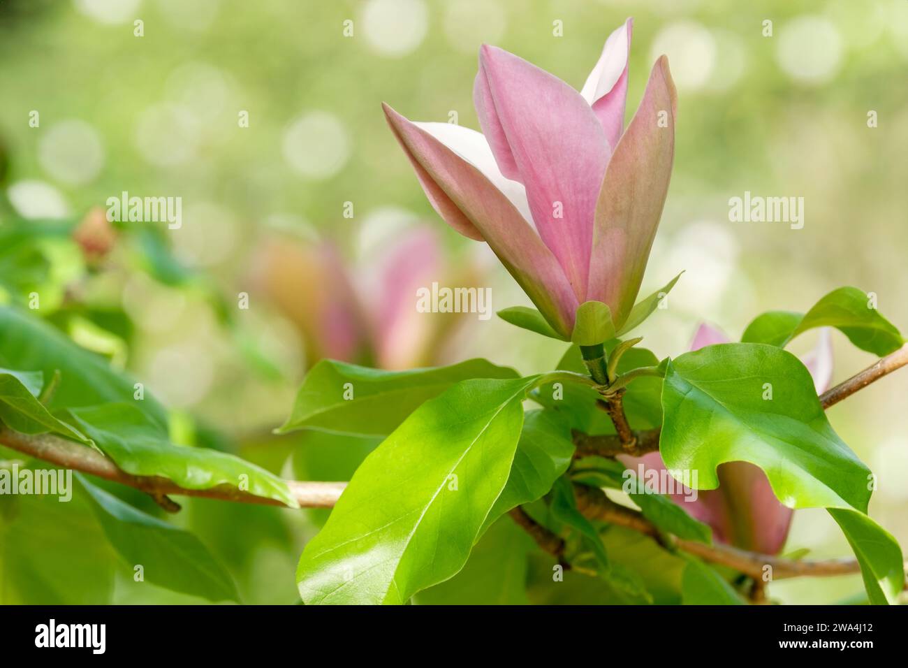 Magnolia brooklynensis eva maria hi-res stock photography and images ...