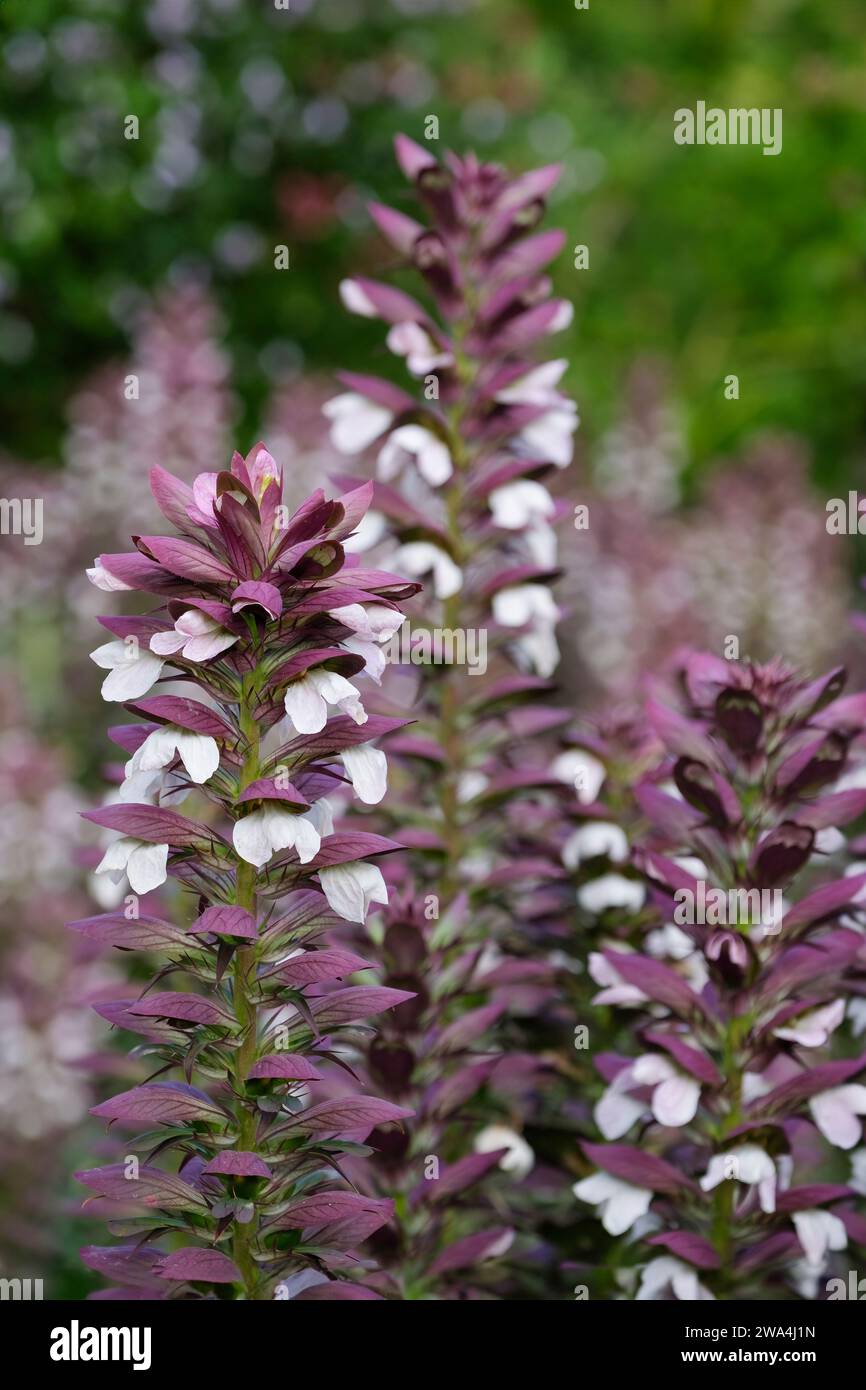 Acanthus spinosus, Spiny bear's breeches, armed bear's breeches, spires ...