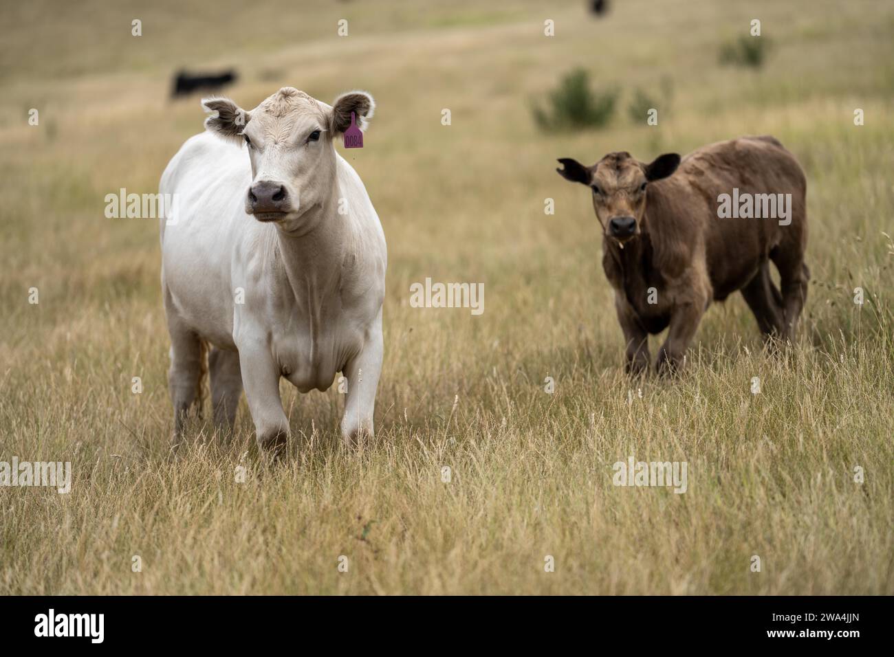 Portrait of Cows in a field grazing. Regenerative agriculture farm ...