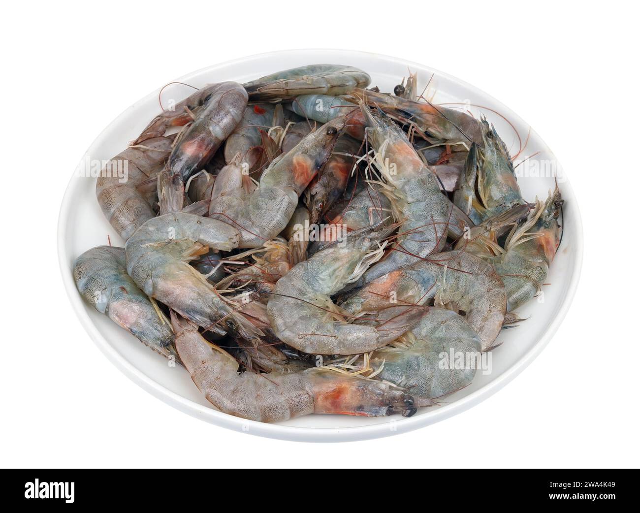 Tiger prawn farm hi-res stock photography and images - Alamy