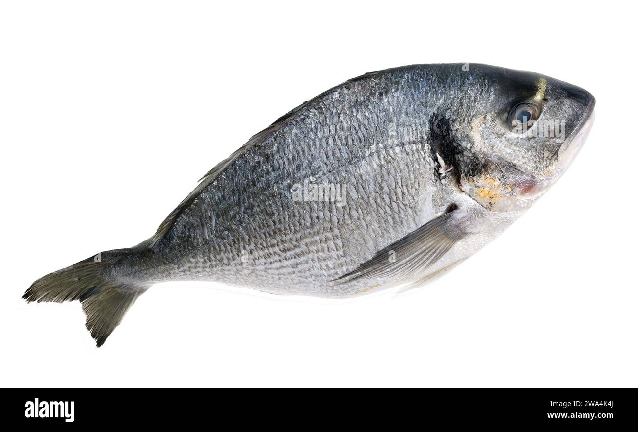 Fresh dorado fish on the kitchen table isolated Stock Photo - Alamy