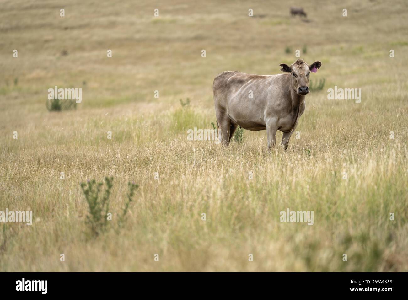 Portrait of Cows in a field grazing. Regenerative agriculture farm ...
