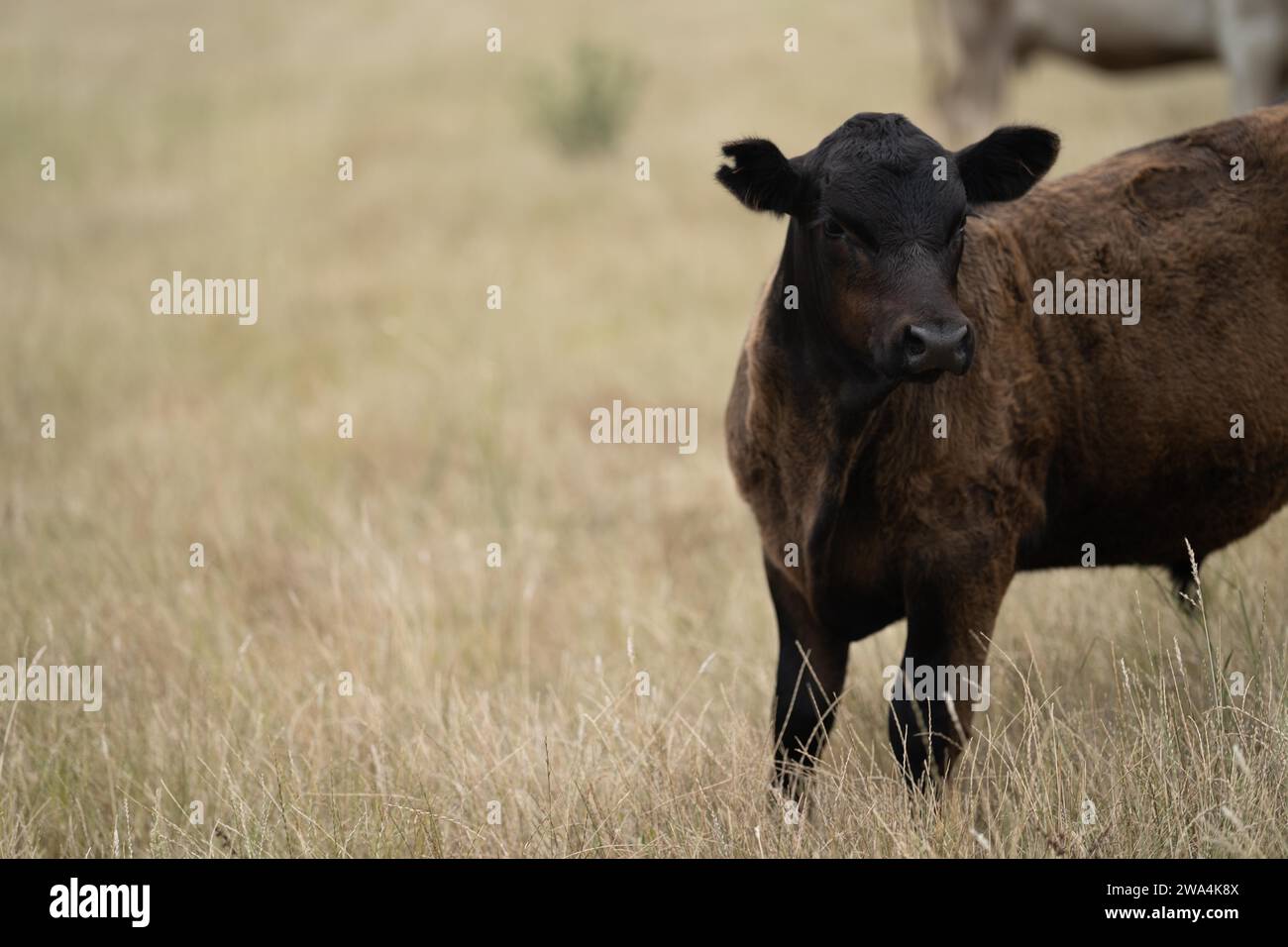cows eating in a field on farmland on an agricultural farm in ...