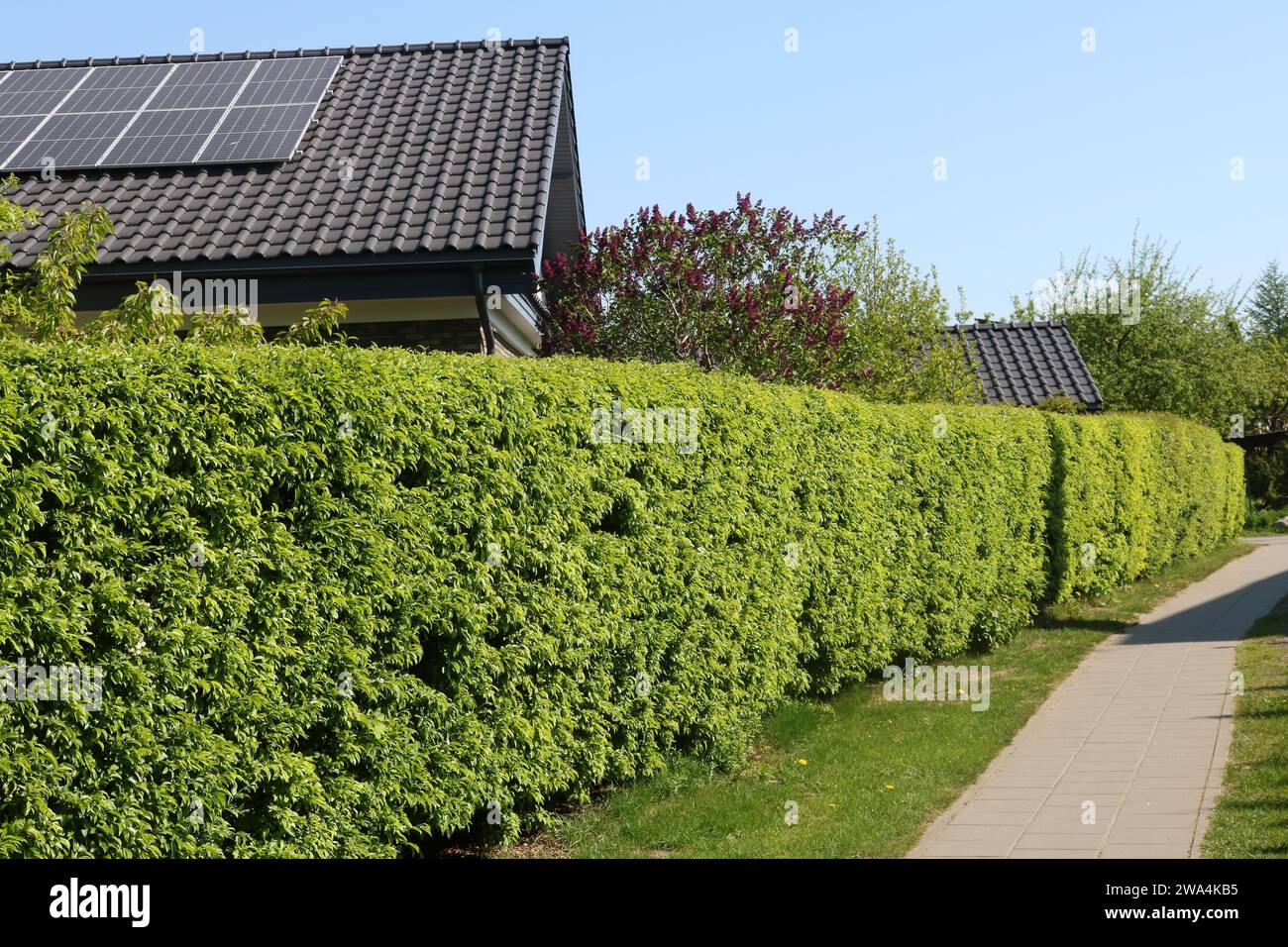 Living green hedge near village houses Stock Photo - Alamy