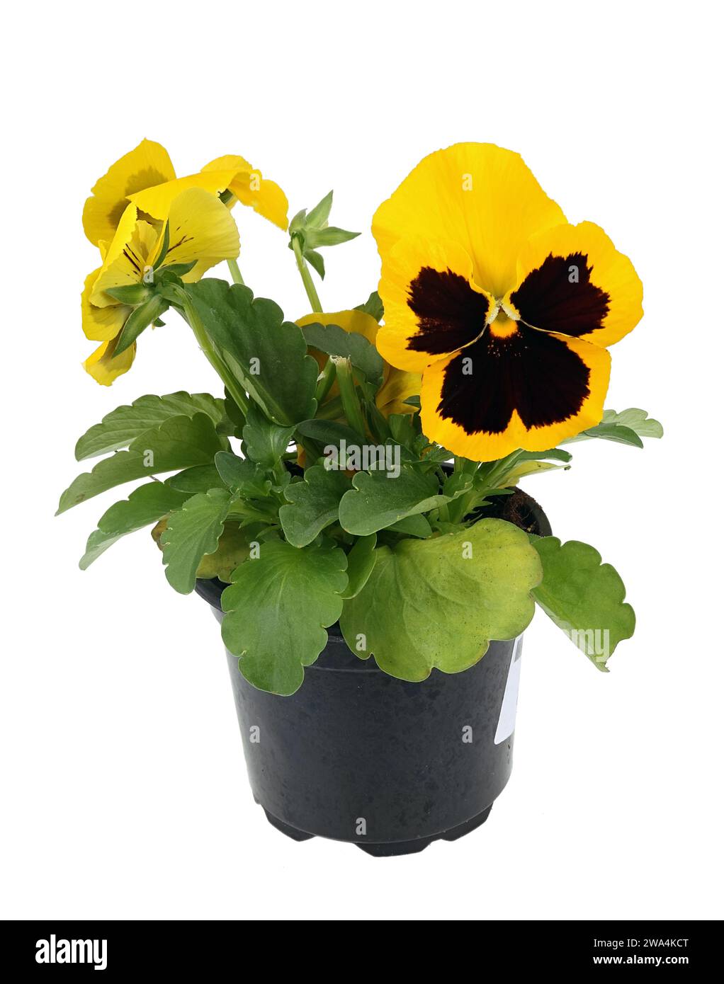 Beautiful violet pansies isolated Cut Out Stock Images & Pictures - Alamy