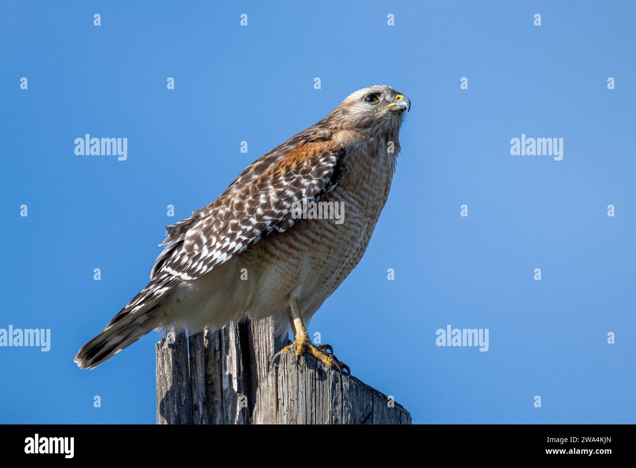 Red Shouldered Hawk resting on a post Stock Photo - Alamy