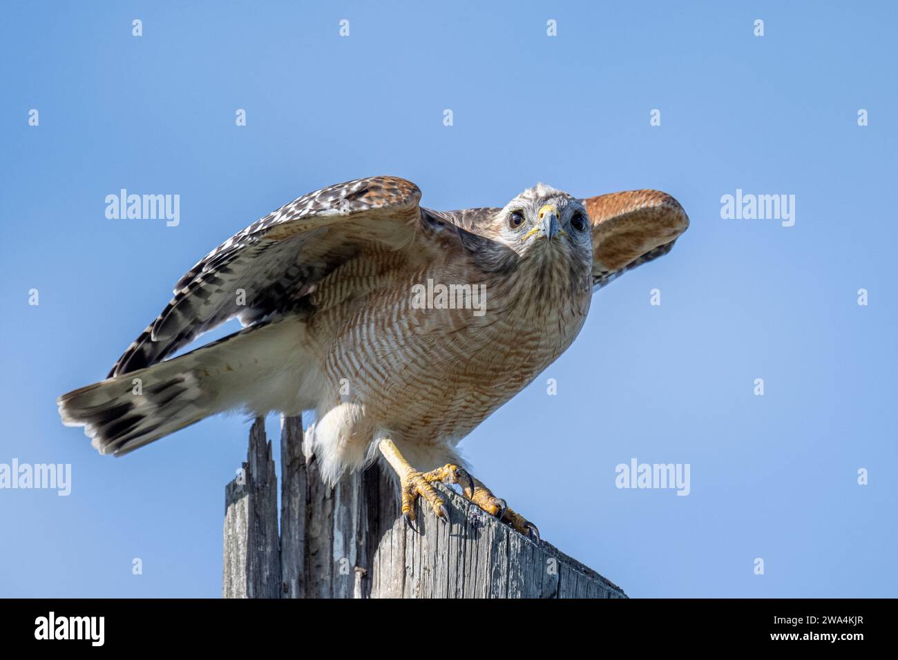 Red shouldered hawk hunting hi-res stock photography and images - Alamy
